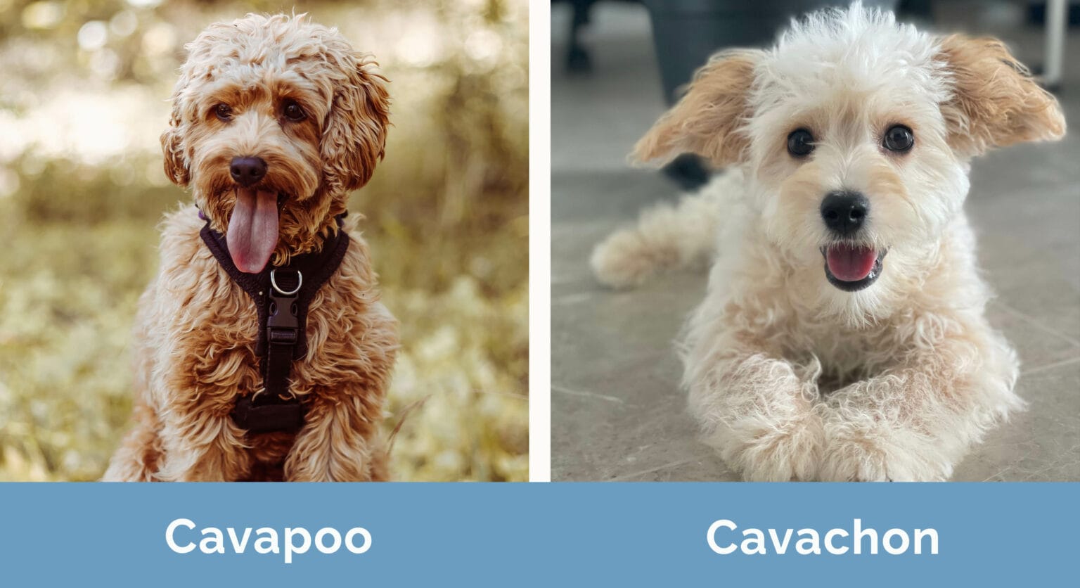 Cavapoo vs Cavachon: What’s the Difference? | Hepper