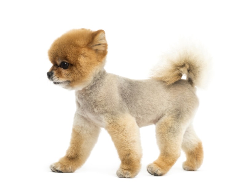 Pomeranian Teddy Bear Haircut Styles