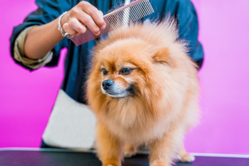 Pomeranian Mohawk