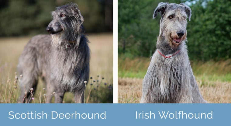 Scottish Deerhound vs. Irish Wolfhound: What’s the Difference? (With Pictures) | Hepper