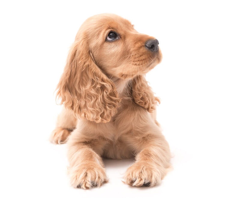 7 Cocker Spaniel Haircuts & Grooming Styles (With Pictures) | Hepper