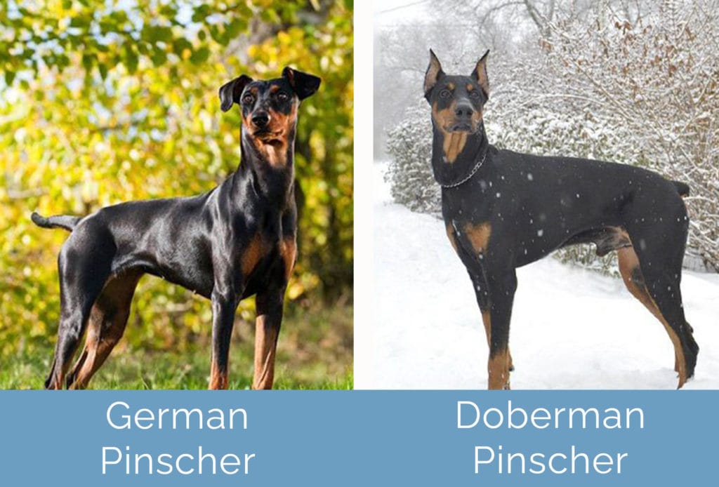 Miniature Pinscher Vs Doberman: Key Differences (With, 42% OFF Miniature Pinscher Vs Doberman: Key Differences (With, 42% OFF