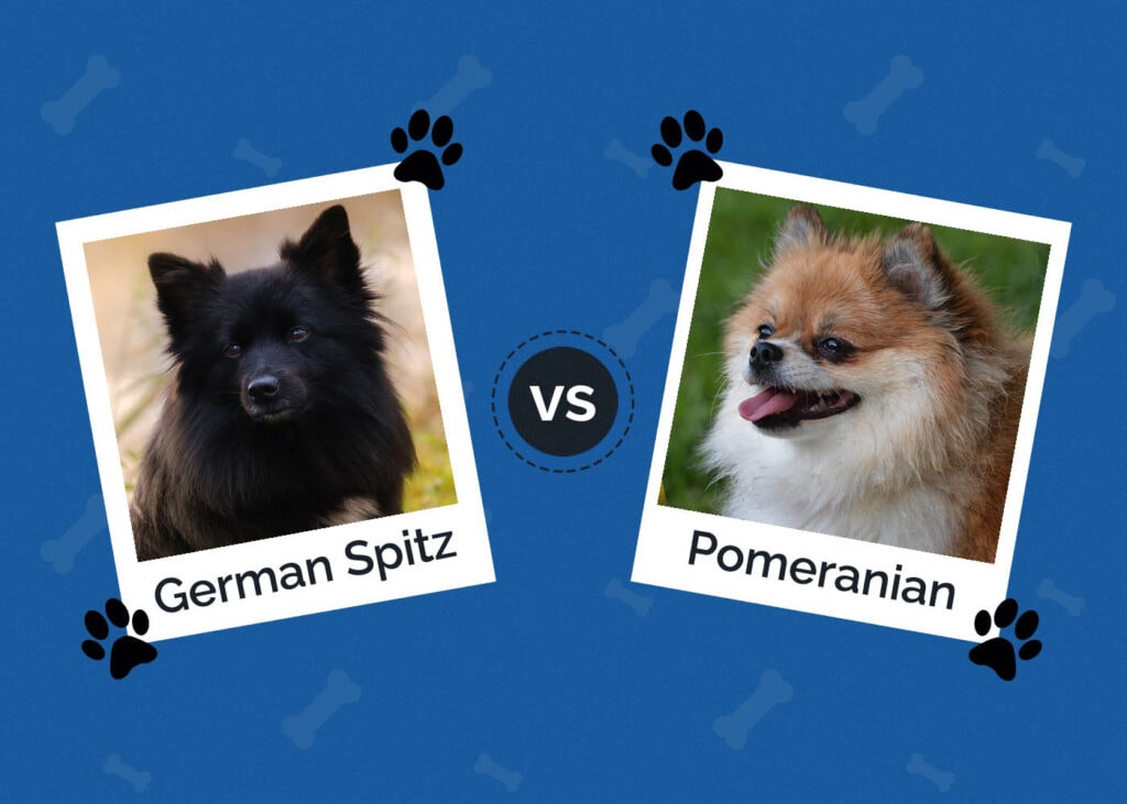 German Spitz