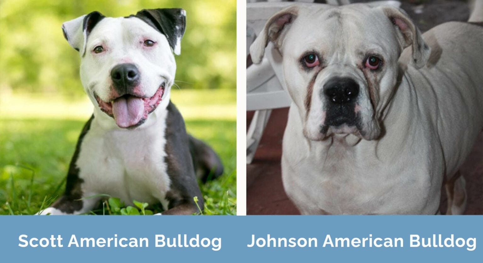Scott vs Johnson American Bulldog: What’s the Difference? | Hepper