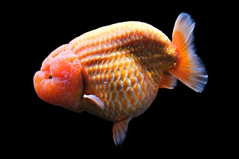 Lionchu Goldfish: Pictures, Size, Care, Tank Setup & More | Hepper