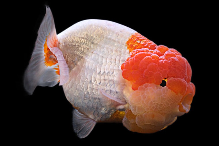 Lionchu Goldfish: Pictures, Size, Care, Tank Setup & More | Hepper
