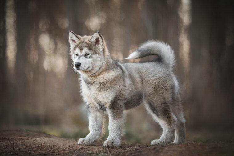Wolamute (Gray Wolf & Alaskan Malamute Mix): Info, Pictures ...