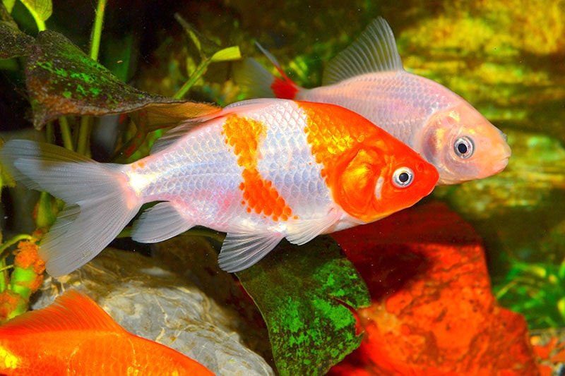 Wakin Goldfish Wakin Goldfish: Info, Pictures, Care Guide & More