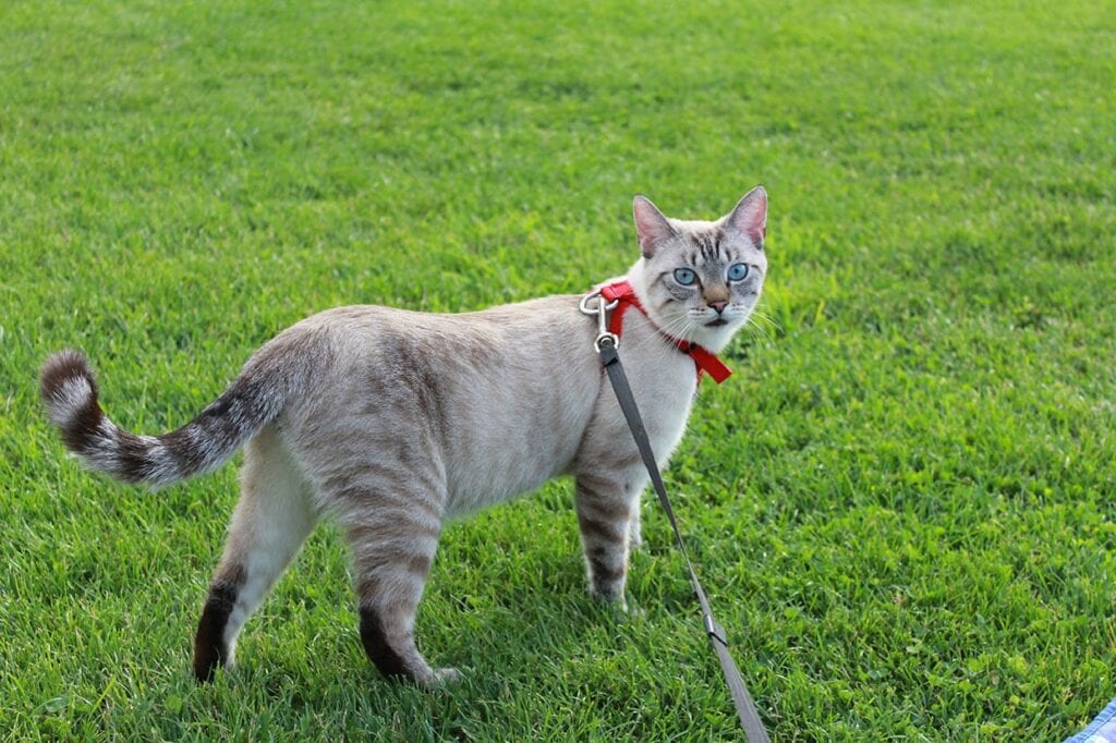 Blue Point Siamese Cats