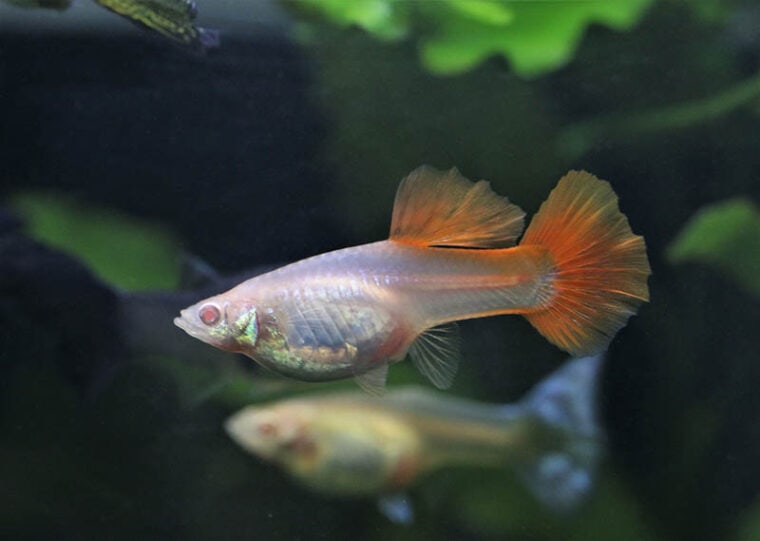 13 Different Types Of Guppies: Colors, Shapes & Patterns (With Info ...