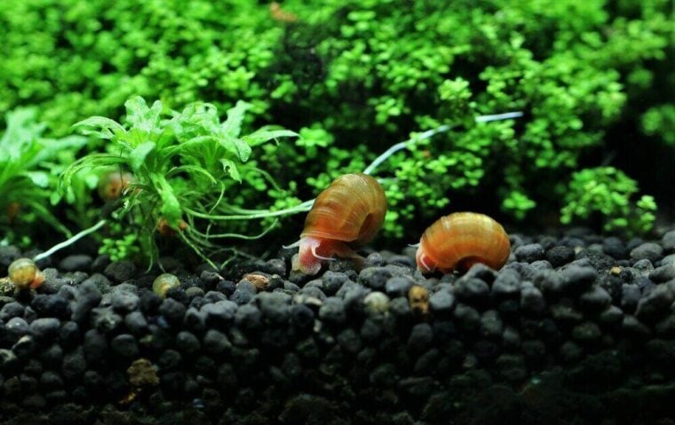 10 Types of Freshwater Aquarium Snails (With Info & Pictures) | Hepper