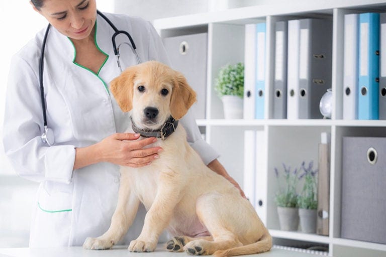How Much Does Dog Allergy Testing Cost 2024 Pricing Guide Hepper how-much-does-dog-allergy-testing-cost-2024-pricing-guide-hepper