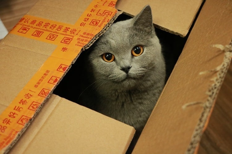 6 Homemade Cat Birthing Boxes You Can Make Today With Pictures Hepper