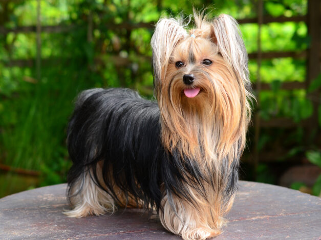 Yorkie Growth & Weight Chart: Puppy to Adult Size Guide | Hepper