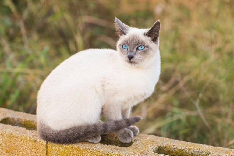33 Siamese Cat Colors (With Color Chart) | Hepper