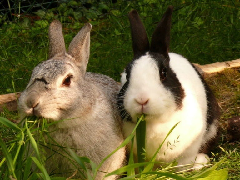 10 Most Popular Pets In India Updated In 2025 Hepper 10-most-popular-pets-in-india-updated-in-2025-hepper
