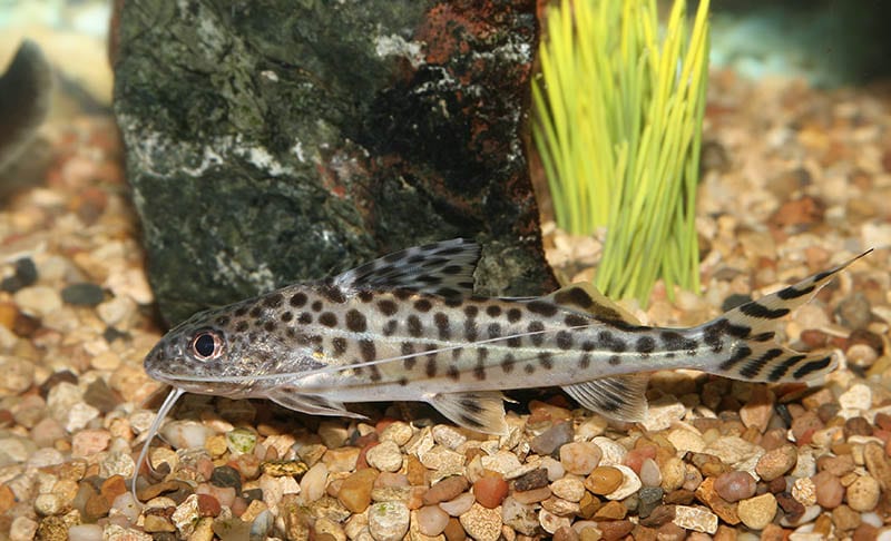 Pictus Catfish Colors