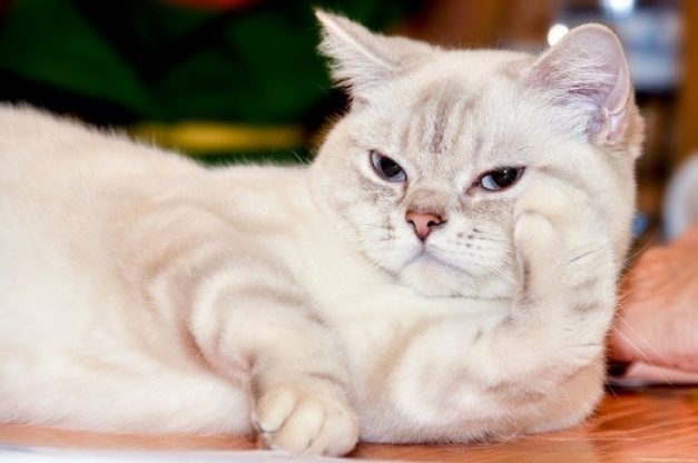 10 Lazy Cat Breeds (With Info & Pictures) | Hepper