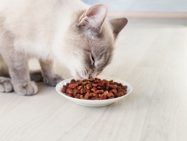 10 Best Cat Foods - 2024 Reviews & Top Picks | Hepper
