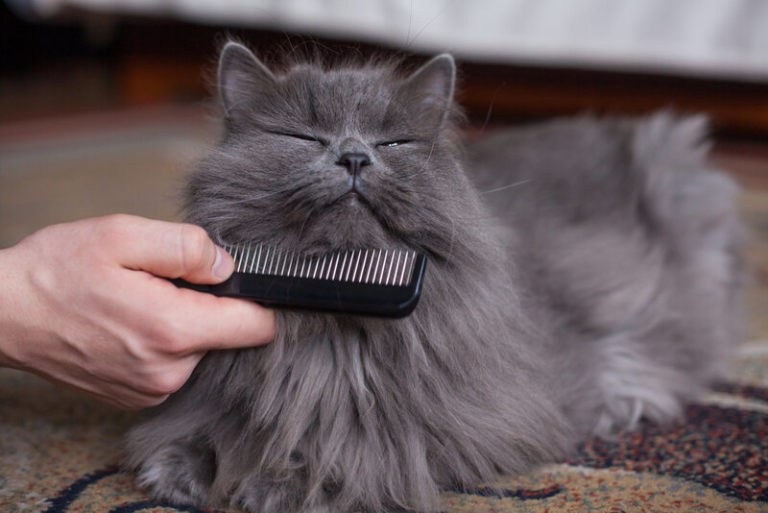 The Human's Guide to Cat Hair: Types, Lengths & More | Hepper