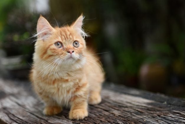 Munchkin Cat: Info, Pictures, Characteristics & Facts | Hepper