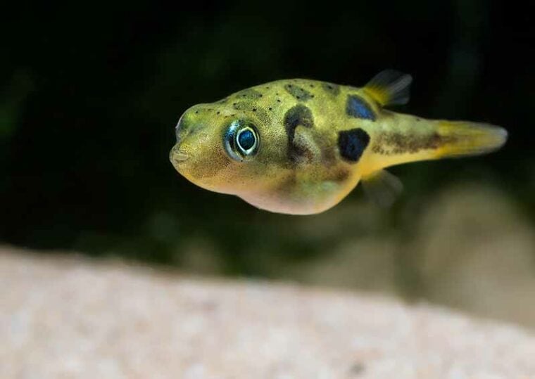 Pea Puffer: Care Guide, Pictures, Varieties, Size & Lifespan | Hepper