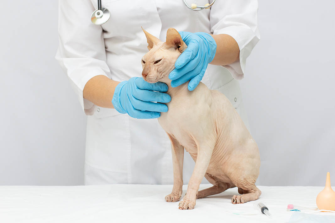 Can Scalp Infection Cause Swollen Lymph Nodes In Cats - Infoupdate.org Can Scalp Infection Cause Swollen Lymph Nodes In Cats - Infoupdate.org