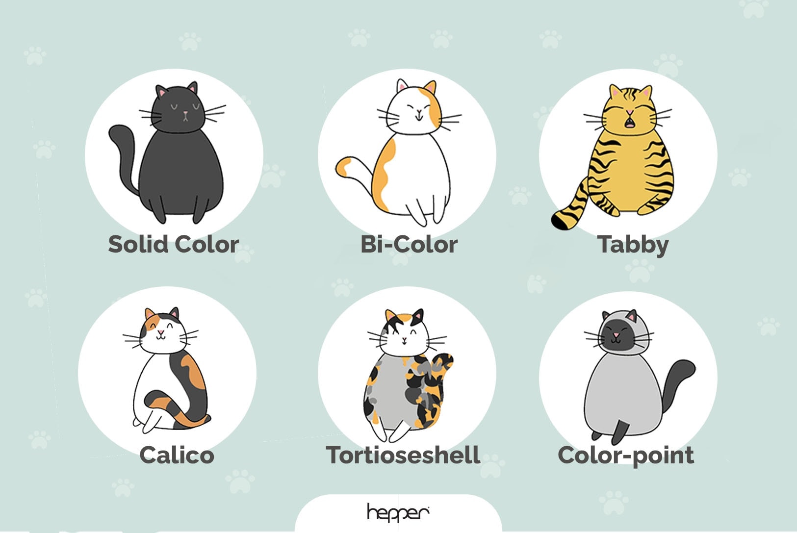 6 Cat Coat Colors Patterns Markings with Pictures Hepper