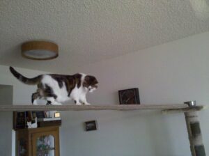 19 DIY Cat Tree Plans You Can Build Today (With Pictures) | Hepper