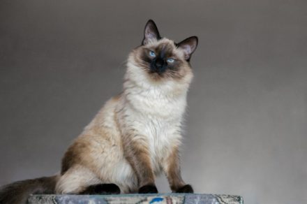 26 Medium Cat Hair Breeds: Pictures, Info & Traits | Hepper