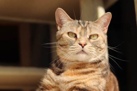 11 Different Cat Eye Colors (With Pictures) | Hepper