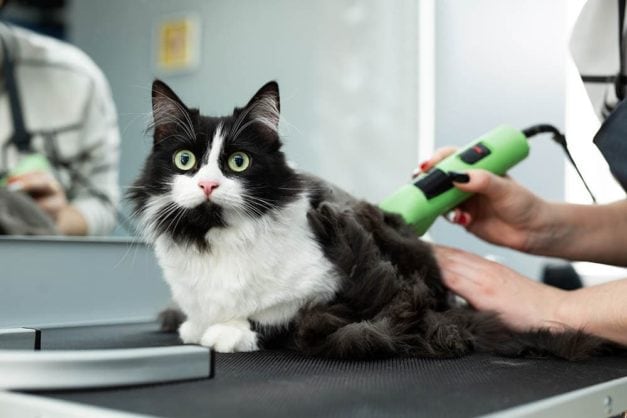 Why Do Cats Have Barbed Penises? (According to Science) - Pet Care Stores