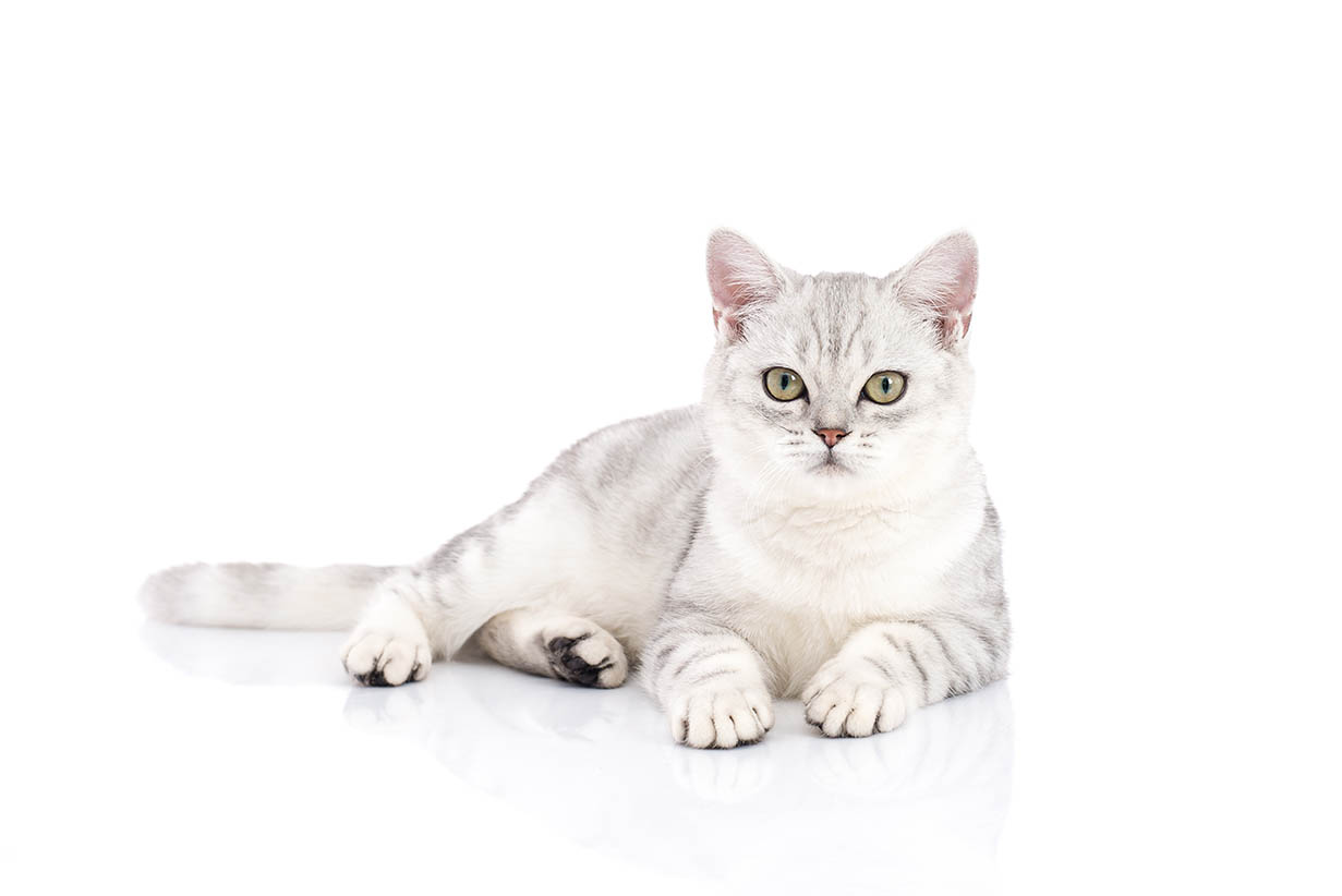 15 American Shorthair Cat Colors (With Pictures) | Hepper 15 American Shorthair Cat Colors (With Pictures) | Hepper
