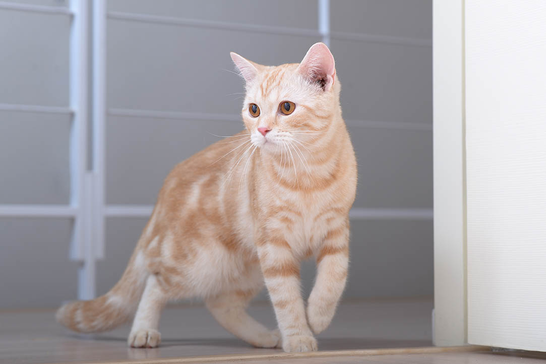15 American Shorthair Cat Colors (With Pictures) | Hepper 15 American Shorthair Cat Colors (With Pictures) | Hepper
