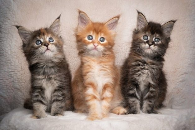 Maine Coon Cat Breed: Info, Pictures, Temperament & Traits | Hepper