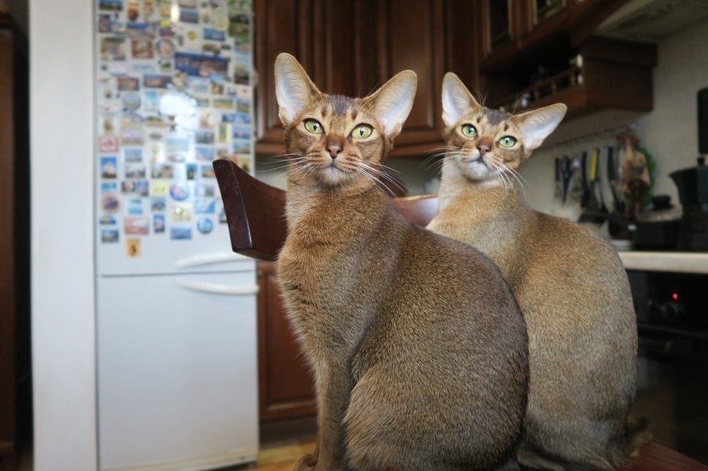 How Much Does an Abyssinian Cat Cost? 2025 Price Guide | Hepper