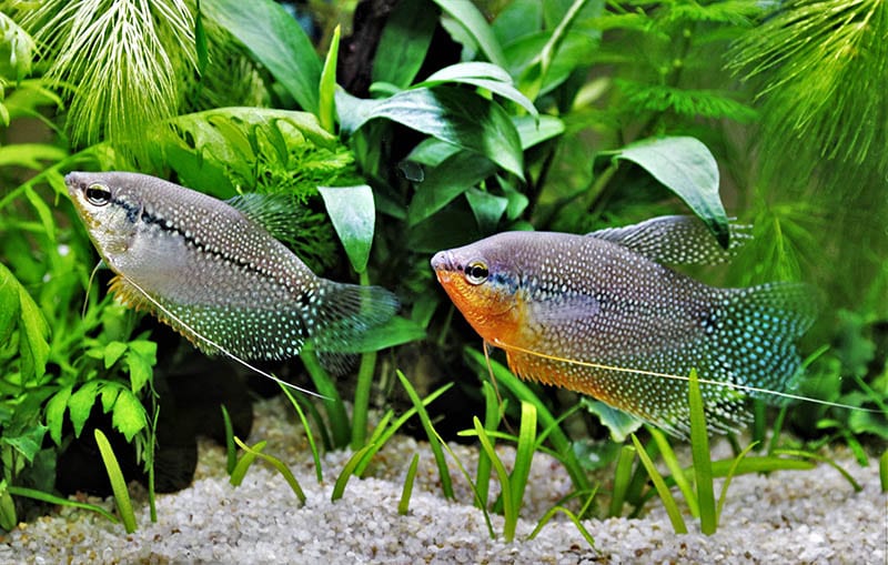 Pearl Gourami Pair