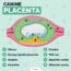 Retained Placenta in Dogs: Vet Explained Signs, Causes & Care | Hepper
