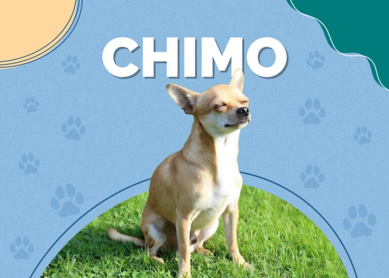 Chimo Dog (Chihuahua & American Eskimo Mix) Info, Pictures, Facts | Hepper