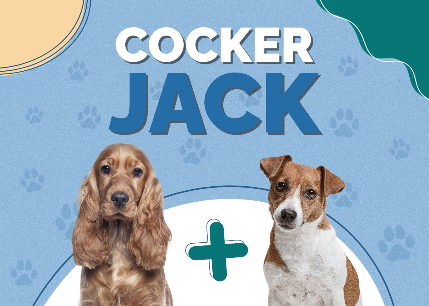 Cocker Jack (Cocker Spaniel & Jack Russell Terrier Mix): Info, Pictures ...