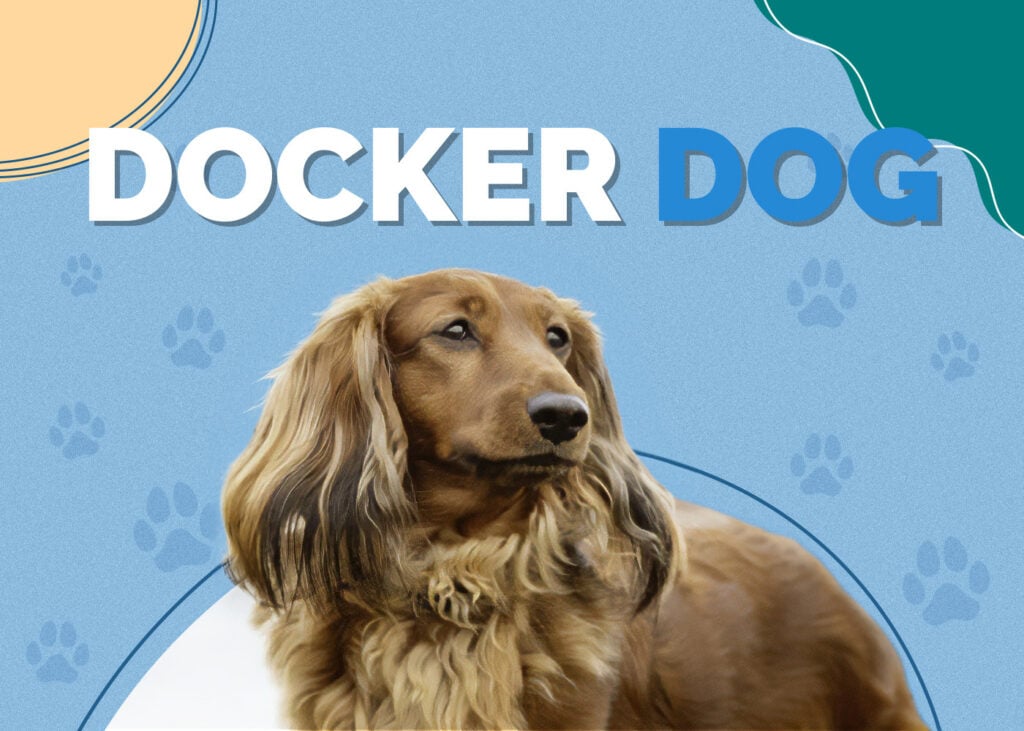 Docker Dog (Dachshund & Cocker Spaniel Mix) Info, Pictures & Facts | Hepper