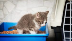 When Do Kittens Start Pooping? (With Poo Color Chart) | Hepper