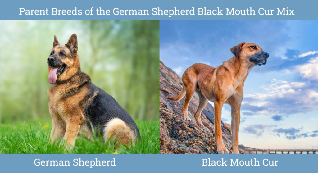 German Shepherd Black Mouth Cur Mix: Info, Pictures, Characteristics ...