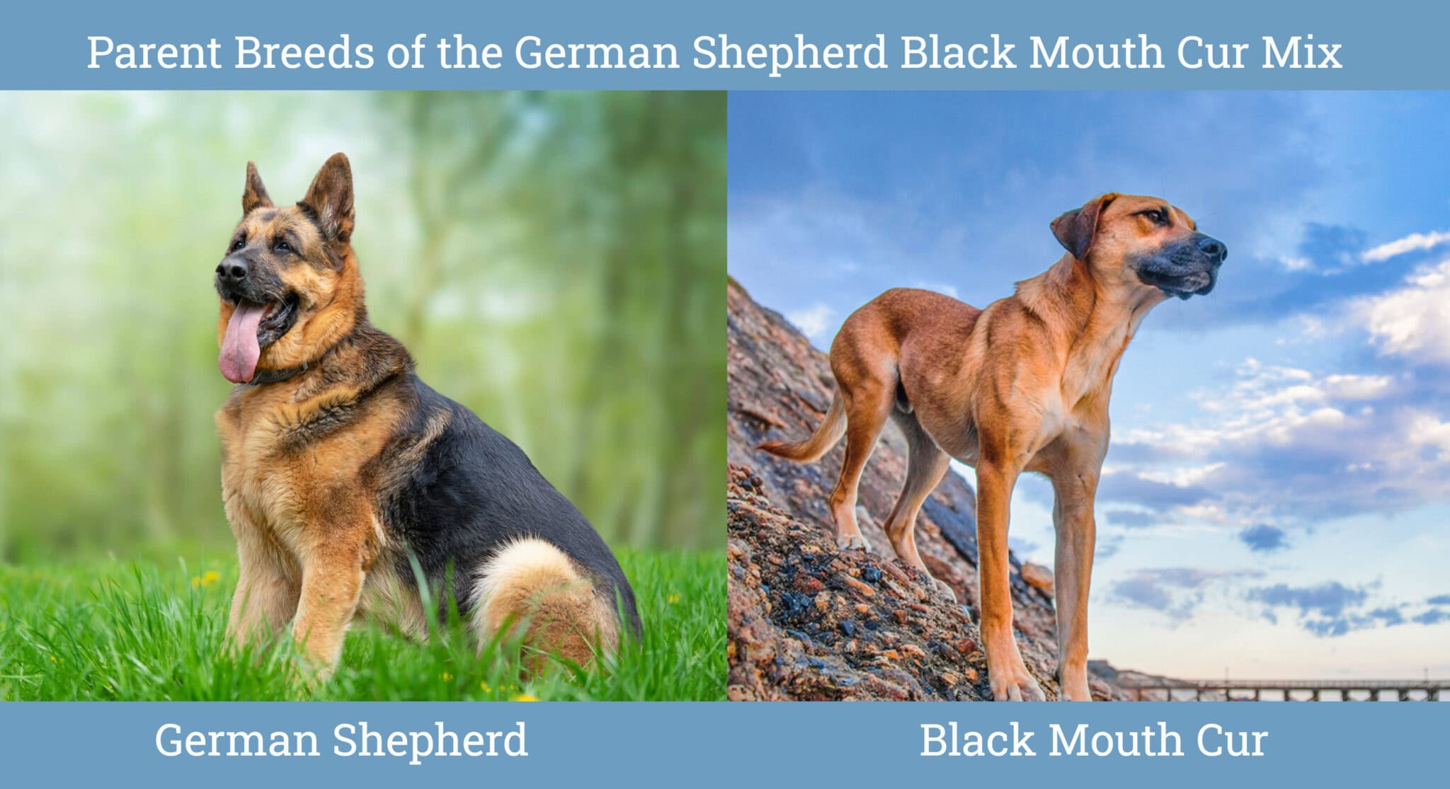 German Shepherd Black Mouth Cur Mix: Info, Pictures, Characteristics ...