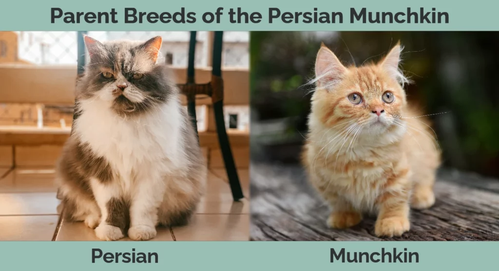 Munchkin Persian Cat
