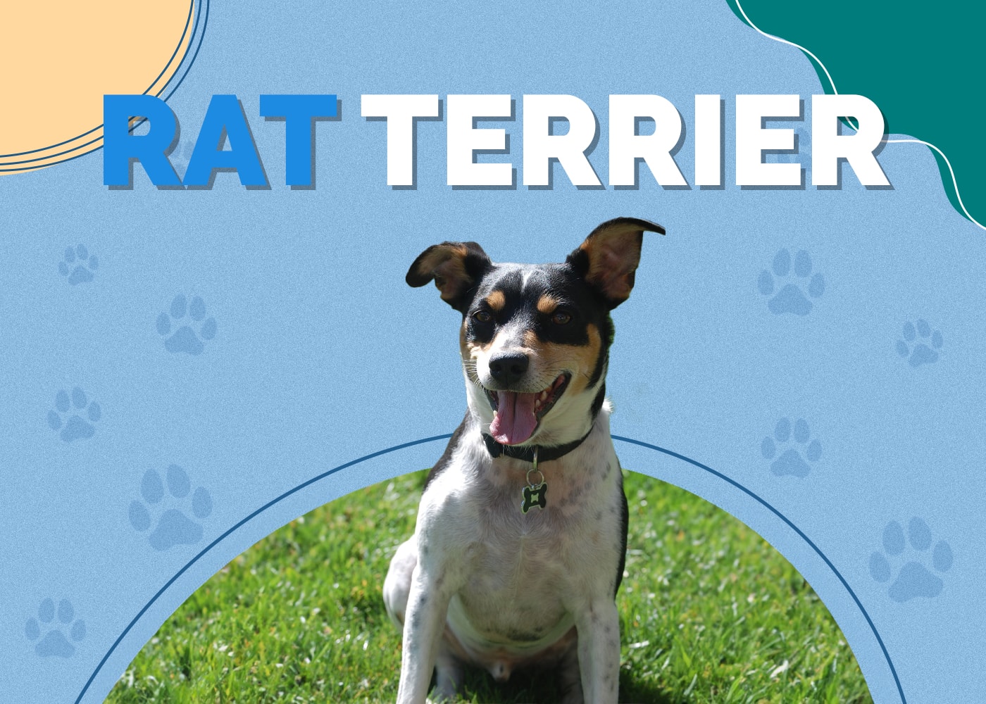 10 Fun Facts About Rat Terriers – WVTC