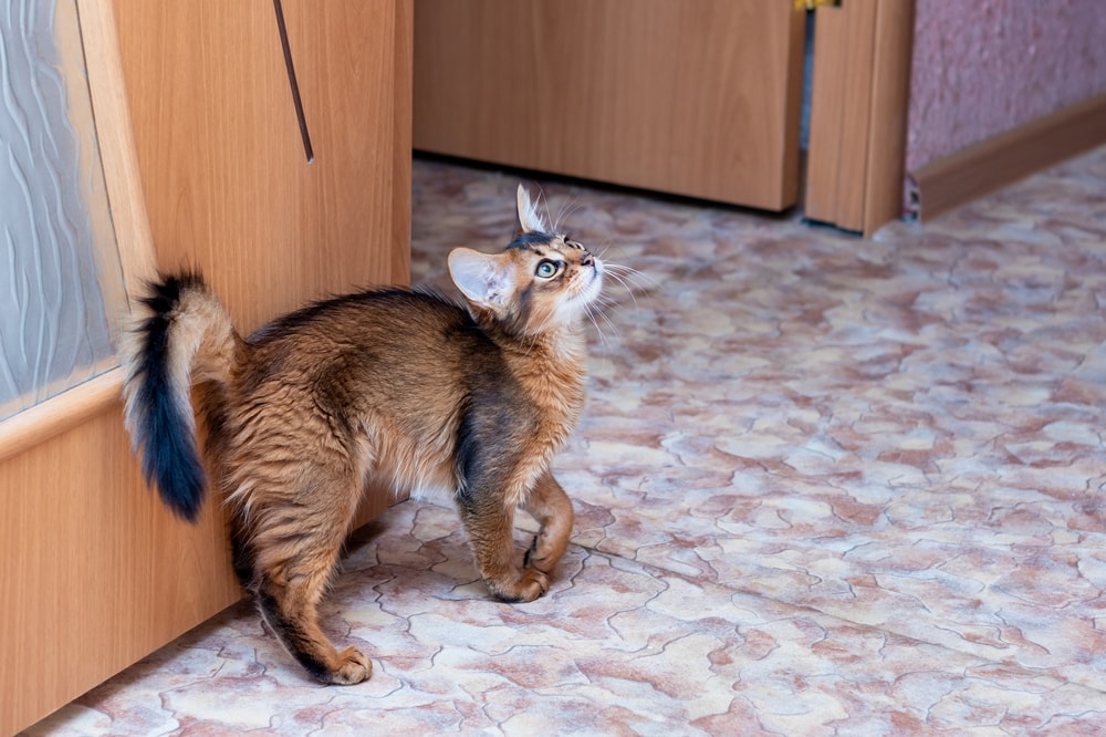 Somali Cat Kitten