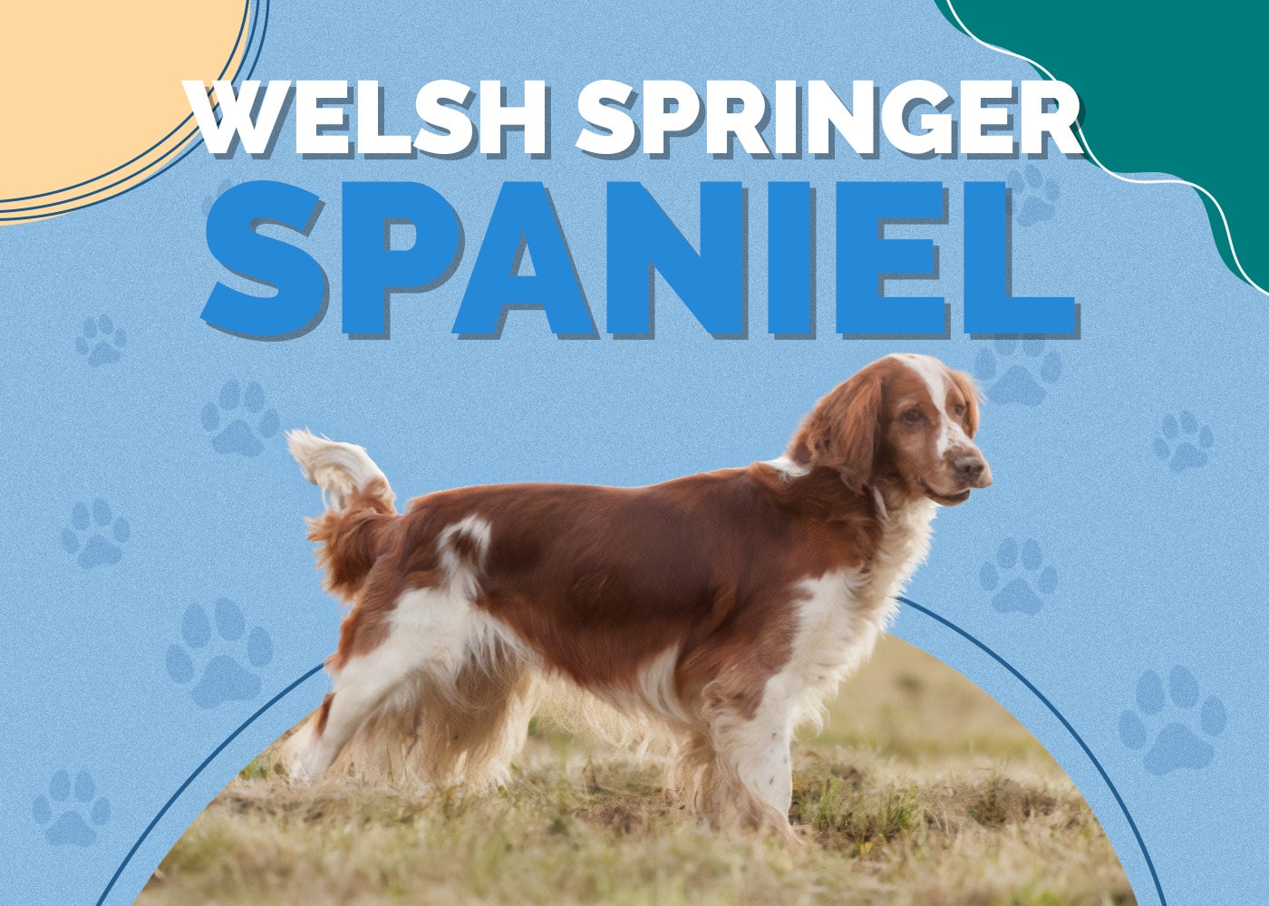 Welsh Springer Spaniel Dog Breed: Info, Pictures, Facts & Traits | Hepper