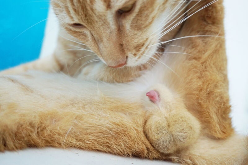 Why Do Cats Have Barbed Penises Vet Verified Facts And Faq Hepper