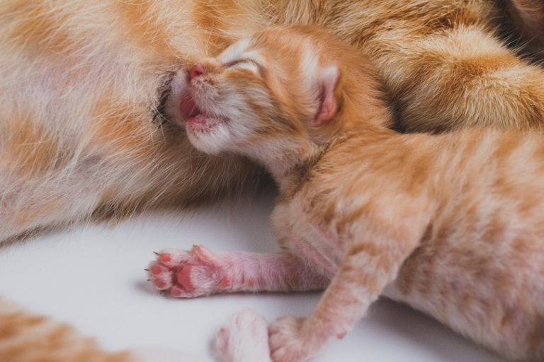 Why Do Cats Sometimes Eat Their Kittens 7 Vet Reviewed Reasons Hepper